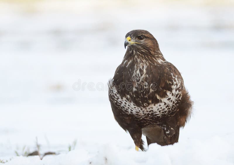 Common buzzard stock photo. Image of osprey, harrier - 43705494