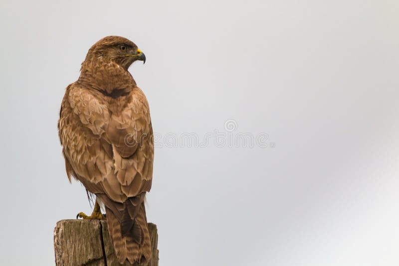 Common buzzard stock photo. Image of wildlife, bird, small - 74299924