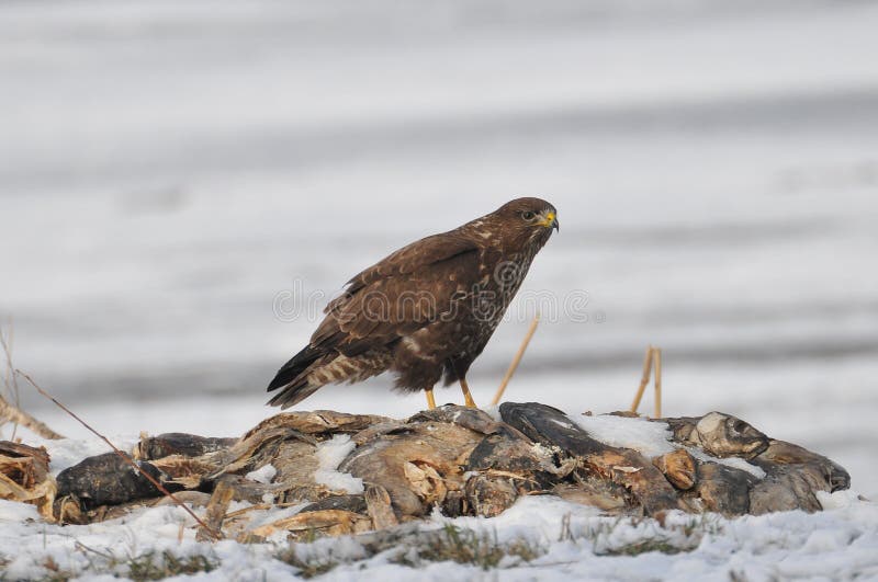 Common Buzzard stock photo. Image of fauna, hawking, feather - 51127082