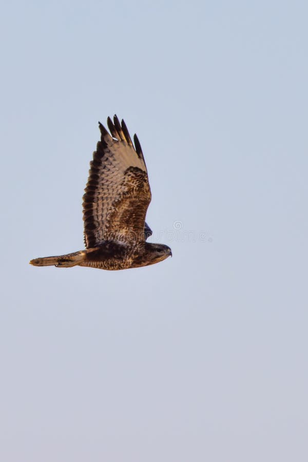 Common Buzzard Soaring Against Blue Sky Stock Image - Image of soaring ...