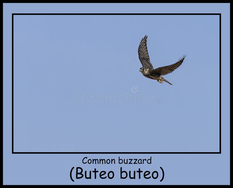 Common Buzzard Soaring in a Clear Blue Sky Stock Image - Image of bird ...