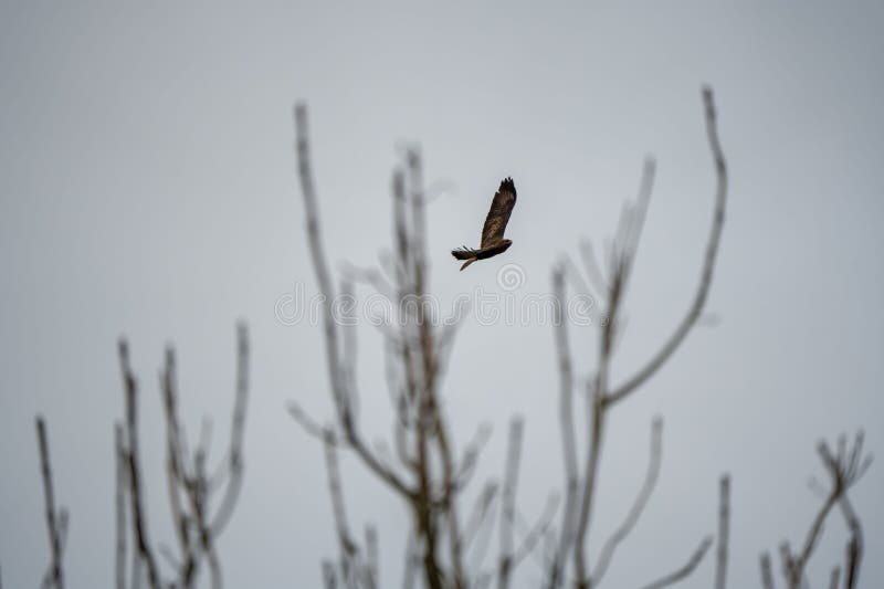Common Buzzard Soaring Gracefully through the Sky, Seen through Tree ...