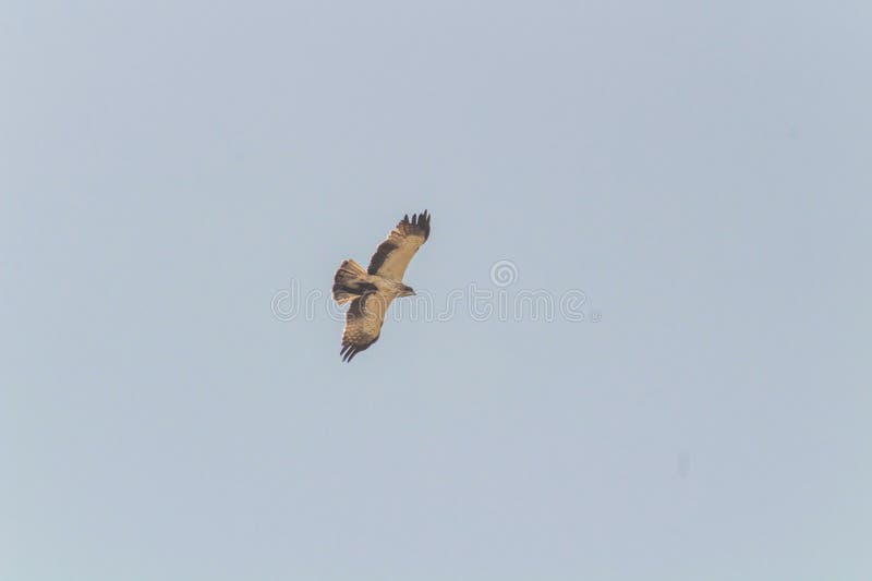 Common Buzzard Soaring with Outstretched Wings Stock Photo - Image of ...