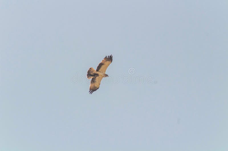 Common Buzzard Soaring with Outstretched Wings in the Blue Sky Stock ...