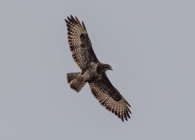 Common Buzzard Soaring through the Sky, Gracefully Gliding Above Its ...