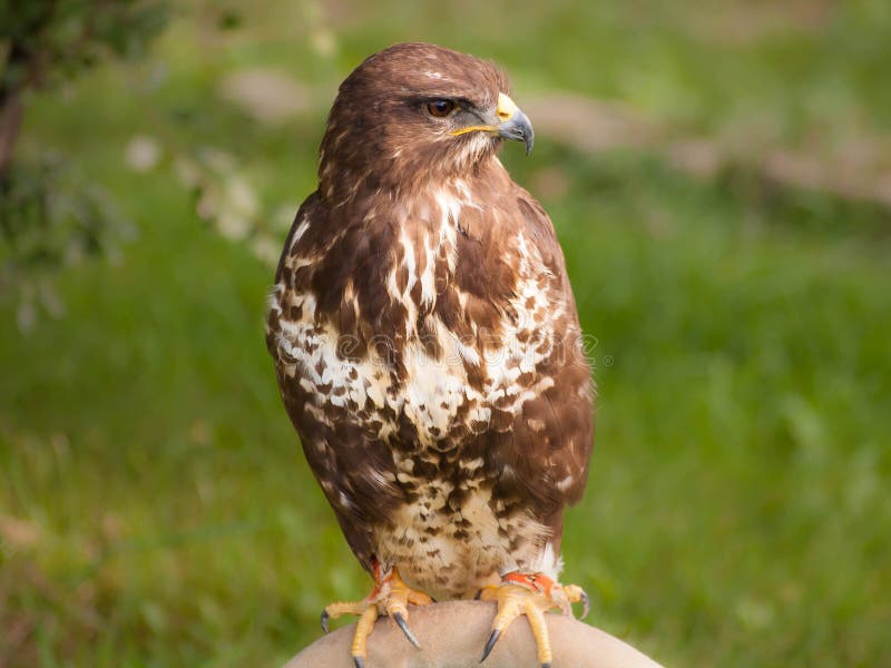 Common buzzard stock image. Image of green, buzzard, common - 63881953