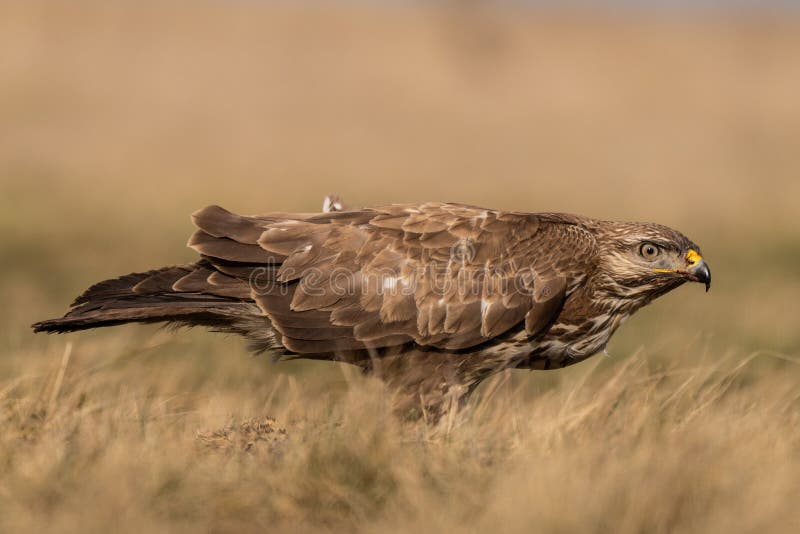Common Buzzard Standing Alone Stock Photo - Image of meat, hunger ...