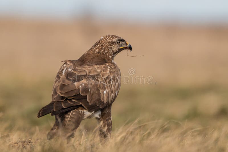 Common Buzzard Standing Alone Stock Image - Image of meat, birdwatching ...