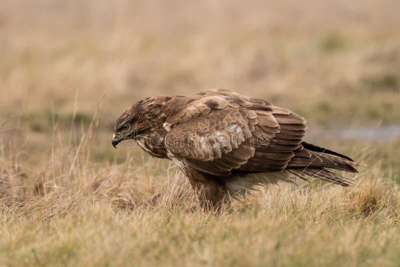 Common Buzzard Standing Alone Stock Photo - Image of friesland, meat ...