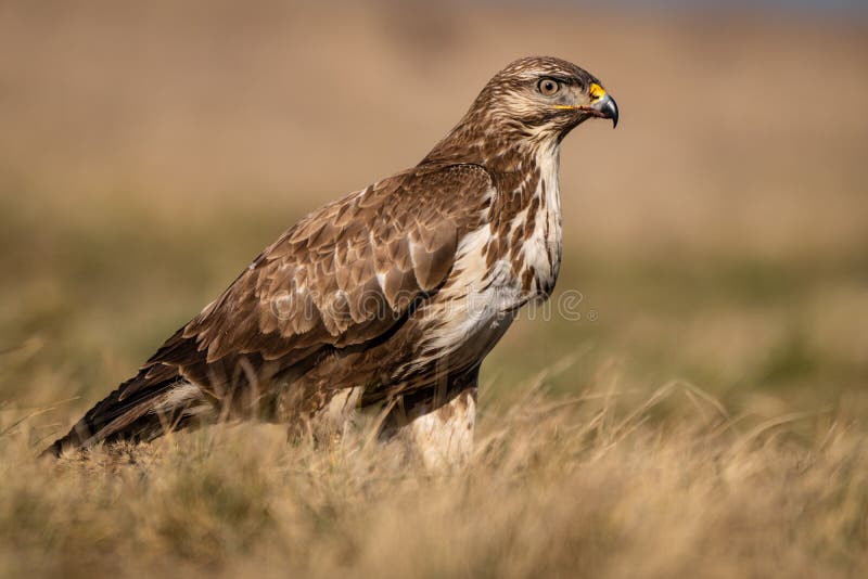 Common Buzzard Standing Alone Stock Photo - Image of brown, bird: 209237806