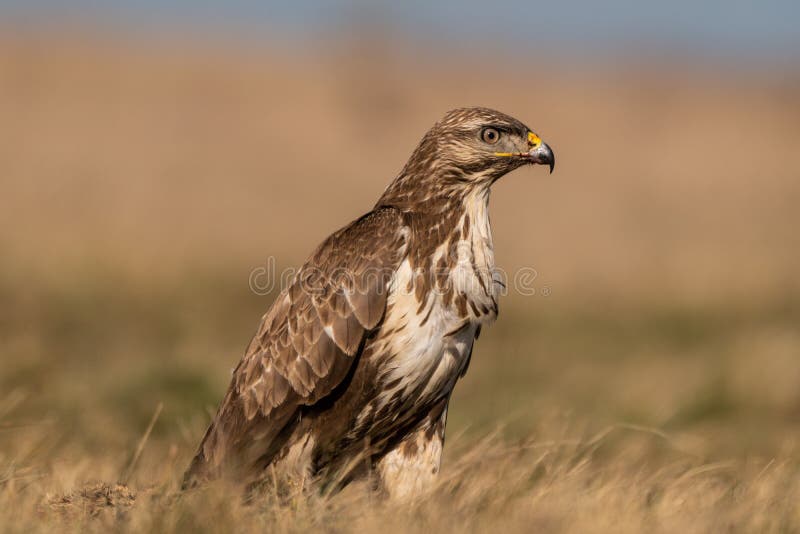 Common Buzzard Standing Alone Stock Image - Image of meat, buzzard ...