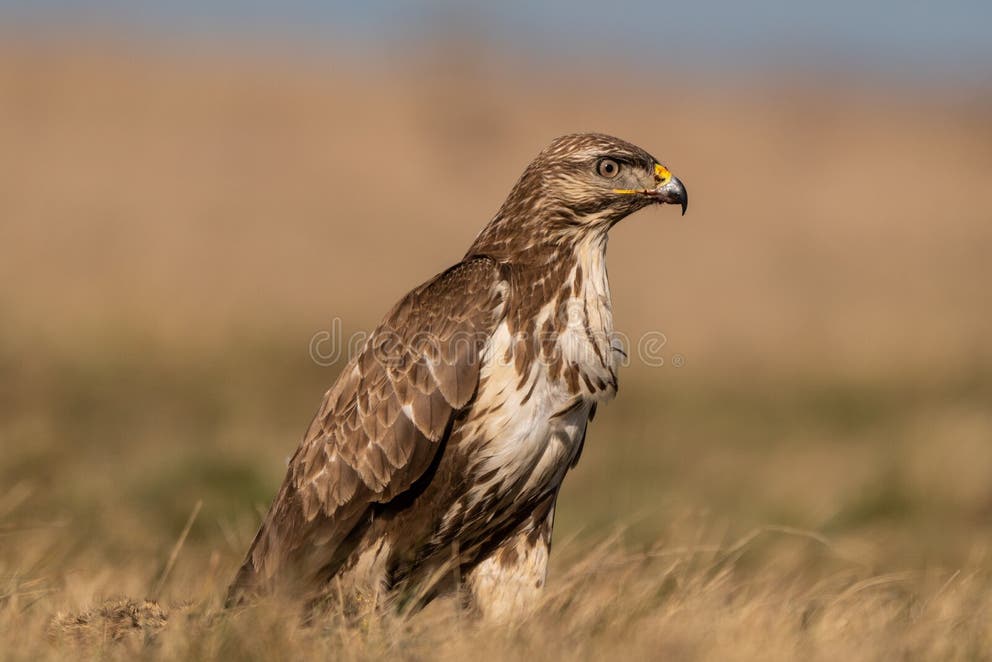 Common Buzzard Standing Alone Stock Image - Image of meat, buzzard ...