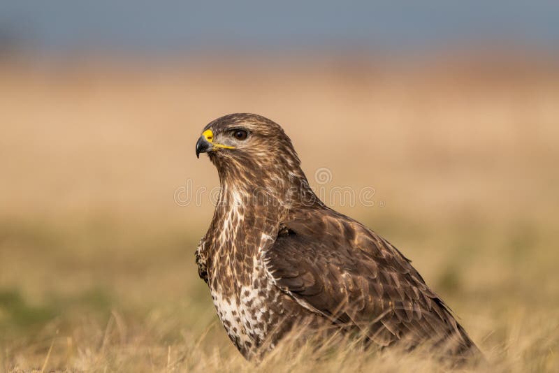 Common Buzzard Standing Alone Stock Image - Image of eating, hunter ...