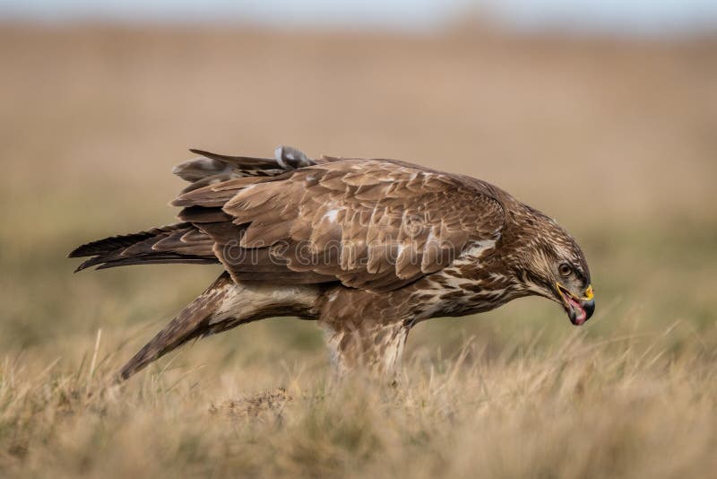 Common Buzzard Standing Alone Stock Photo - Image of meadow, hunger ...