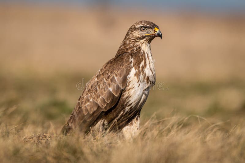 Common Buzzard Standing Alone Stock Photo - Image of brown, nature ...