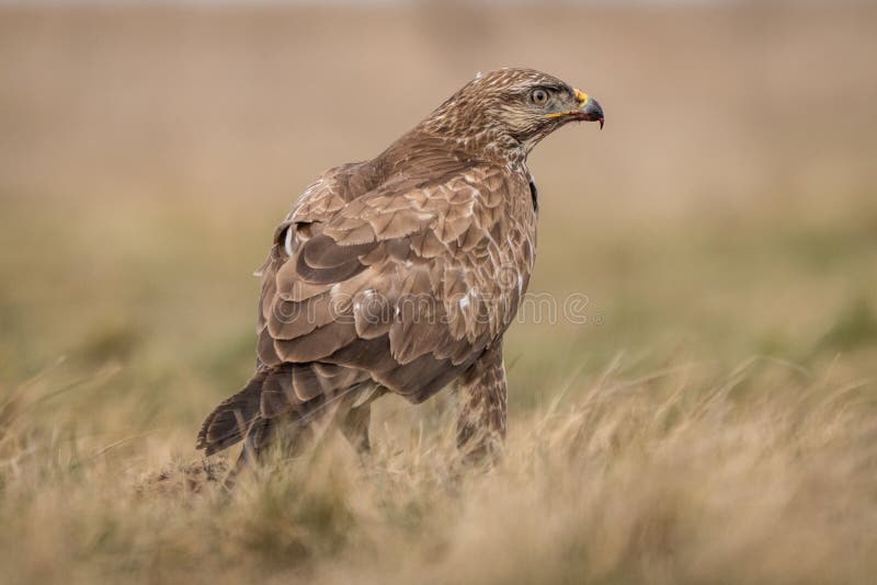 Common Buzzard Standing Alone Stock Image - Image of beautiful ...