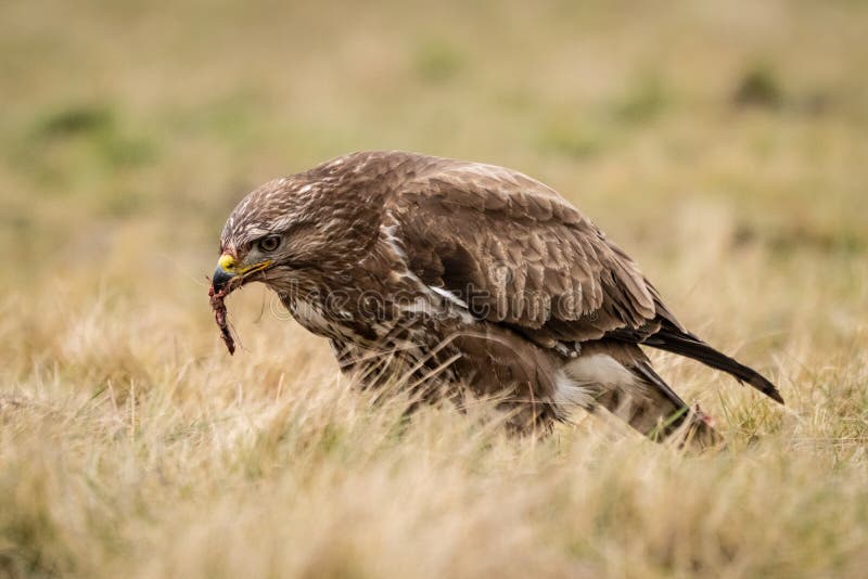 Common Buzzard Standing Alone Stock Image - Image of meat, hunting ...