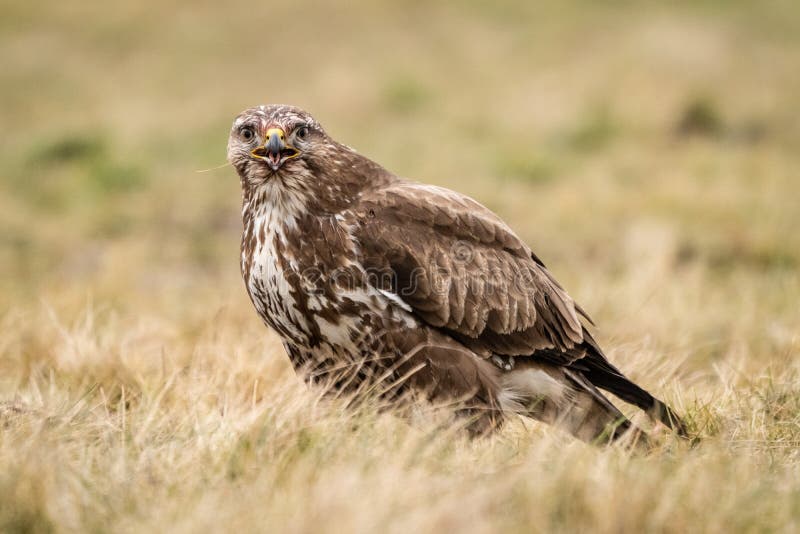 Common Buzzard Standing Alone Stock Photo - Image of bird, beautiful ...