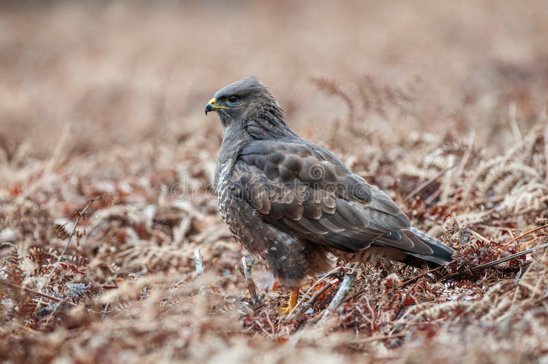Common Buzzard Standing on the Ground Stock Photo - Image of outdoor ...
