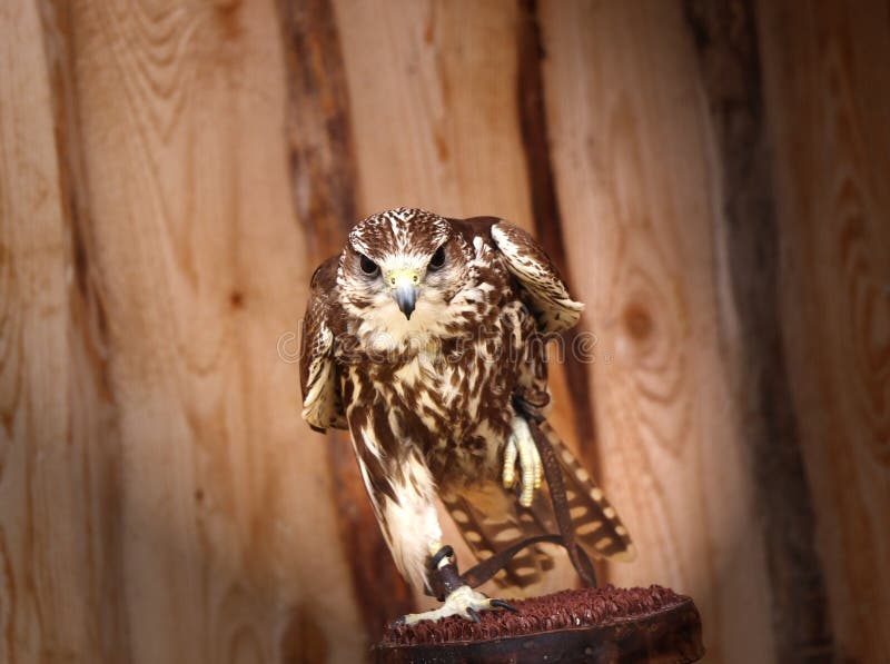 Common Buzzard Standing on Perch Waiting for Your Fly Buteo Buteo Stock ...