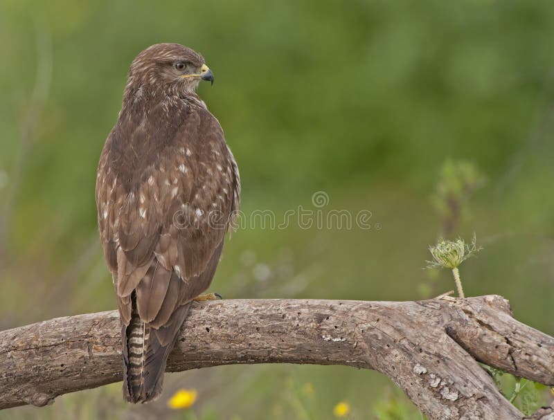 Common Buzzard stock photo. Image of prey, birds, common - 51801534
