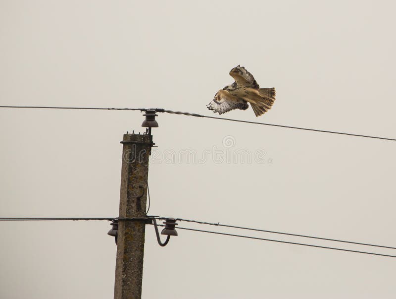 A Common Buzzard Leaving the Ground Stock Image - Image of birds ...