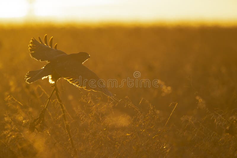 A Common Buzzard Taking Off in Flight at Sunset. Stock Photo - Image of ...