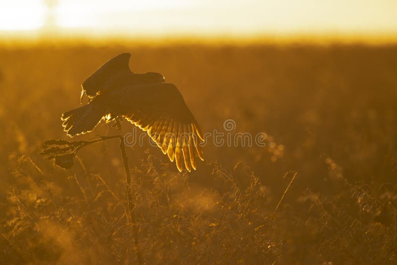 A Common Buzzard Taking Off in Flight at Sunset. Stock Image - Image of ...