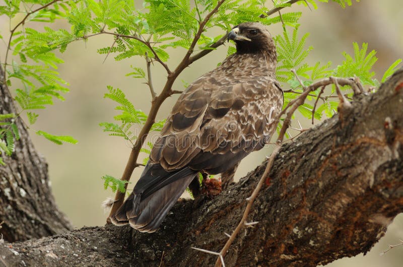 Common Buzzard in the Tree stock photo. Image of buzzard - 21686354