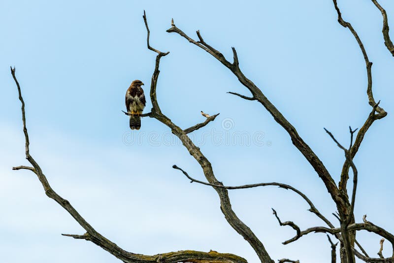 Common buzzard in a tree stock photo. Image of field - 224313134