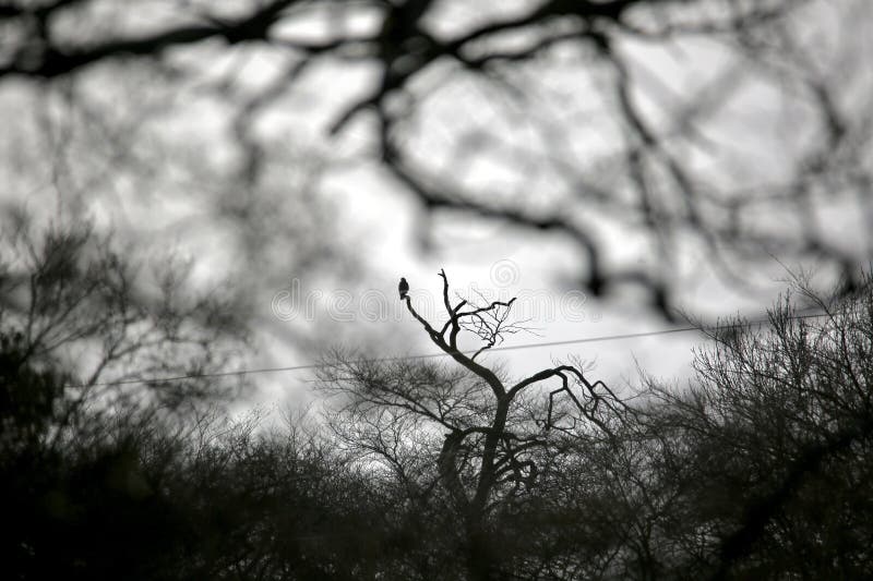 Common Buzzard in a Tree in Silhouette Stock Photo - Image of avian ...