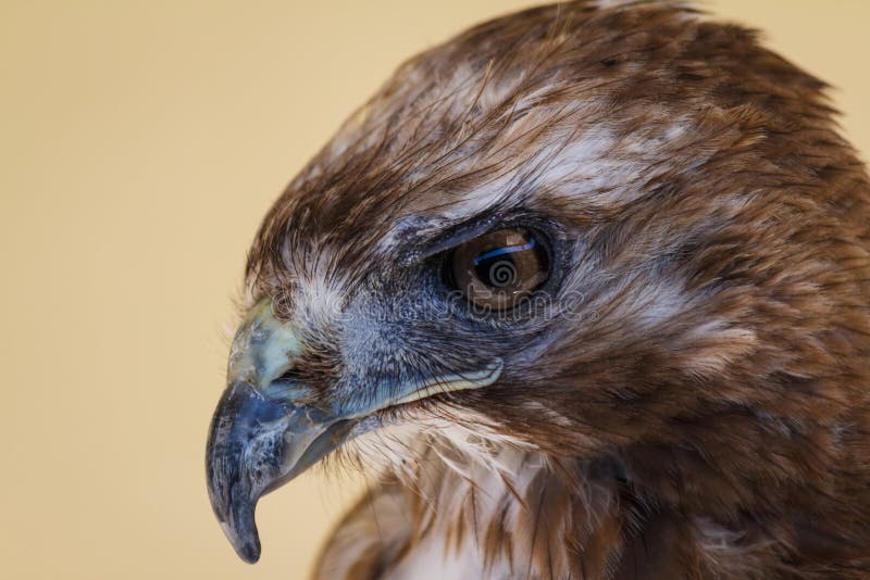 Common Buzzard Up Close stock photo. Image of eagle, beak - 31146162