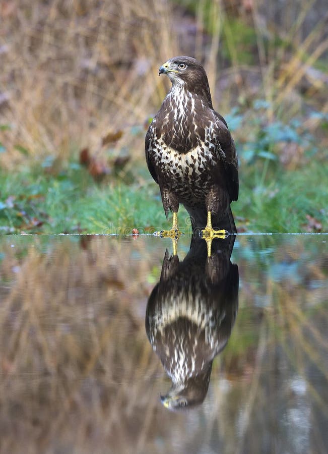 Buzzard in a Dutch Forest, Bird of Prey Stock Photo - Image of ...