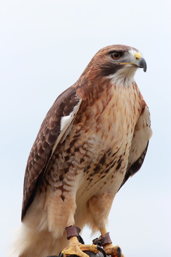 Common buzzard wild bird stock photo. Image of closeup - 63608370
