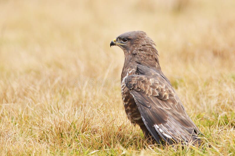 Common buzzard stock image. Image of nature, beast, face - 42881965