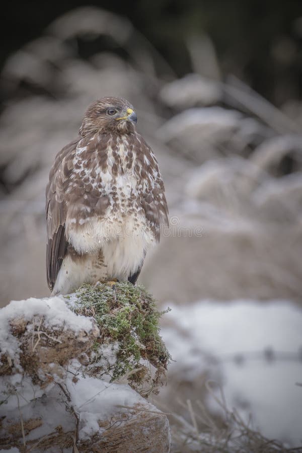 Common buzzard in winter stock image. Image of buteo - 84810375