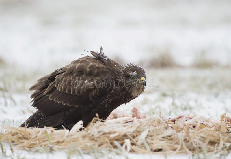 Common buzzard stock image. Image of eurasian, prey, nature - 43708327
