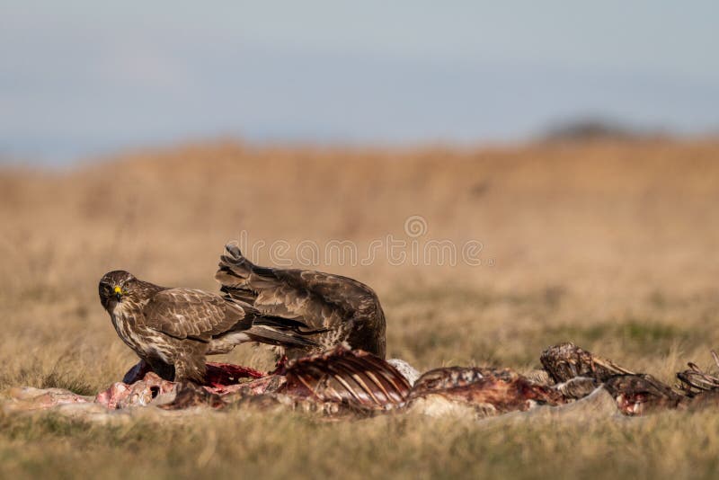 Common Buzzards Eating Meat Stock Image - Image of nature, brown: 214583625