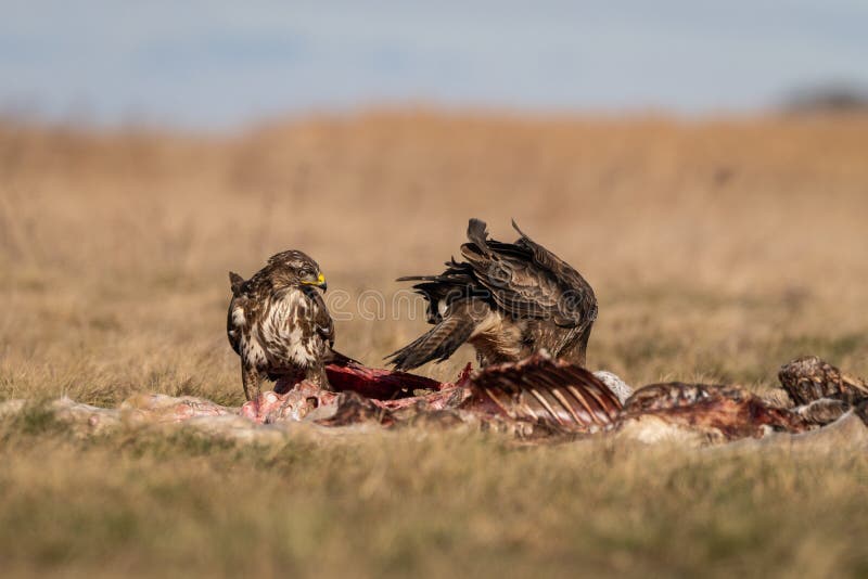 Common Buzzards Eating Meat Stock Photo - Image of alone, friesland ...