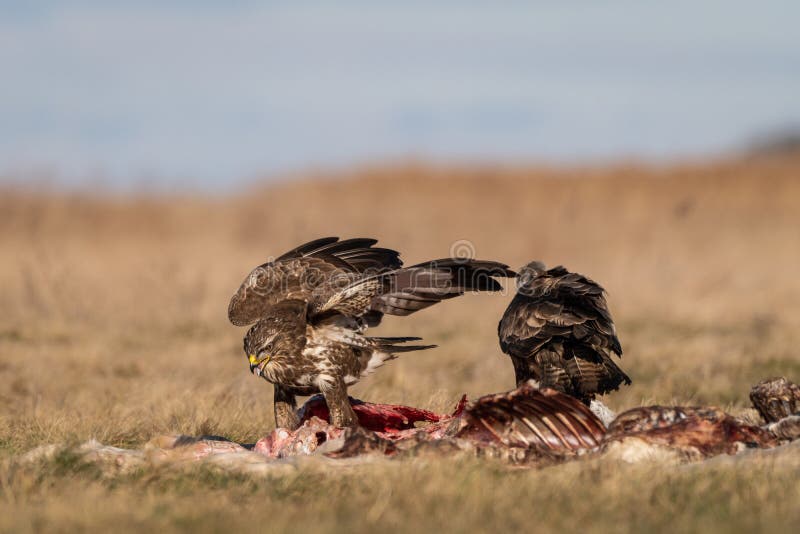 Common Buzzards Eating Meat Stock Photo - Image of bird, fauna: 214583638