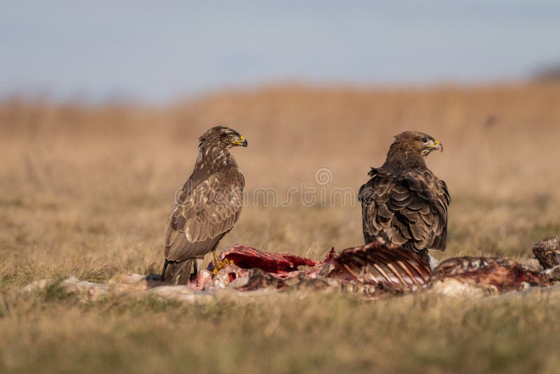 Common Buzzards Eating Meat Stock Image - Image of common, grass: 214583641