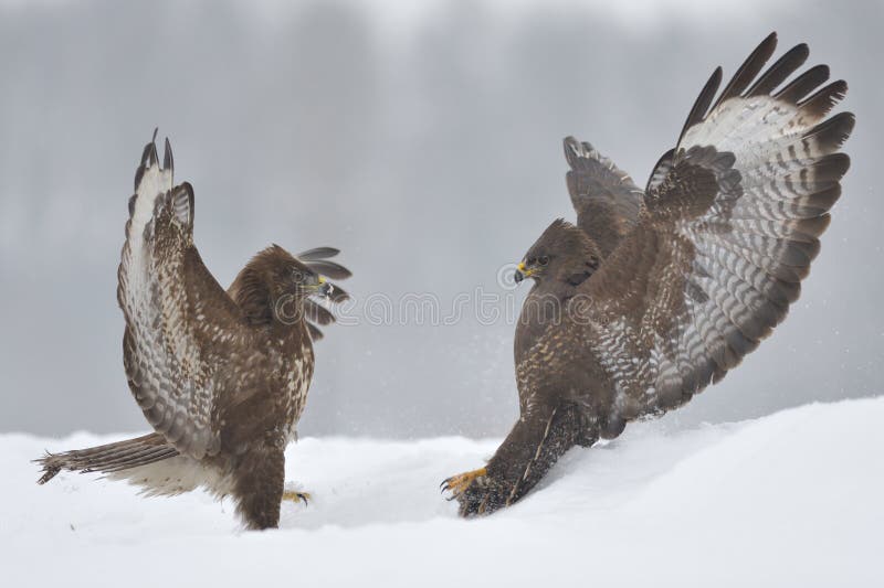 Buzzards stock photo. Image of gathering, flight, buzzards - 64056092