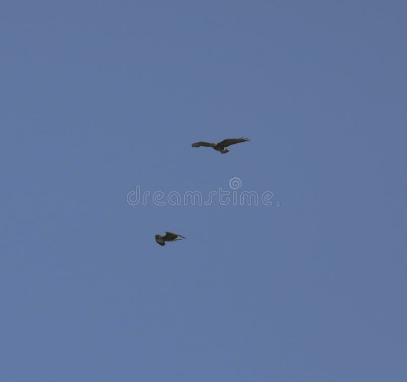 Common buzzards in flight stock photo. Image of raptors - 333076512