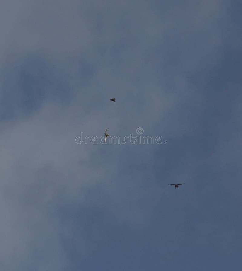 Common buzzards in flight stock image. Image of flight - 333077215