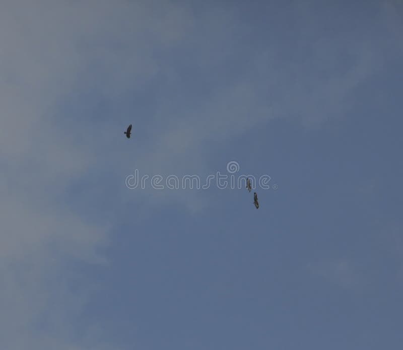 Common buzzards in flight stock photo. Image of flying - 333077302