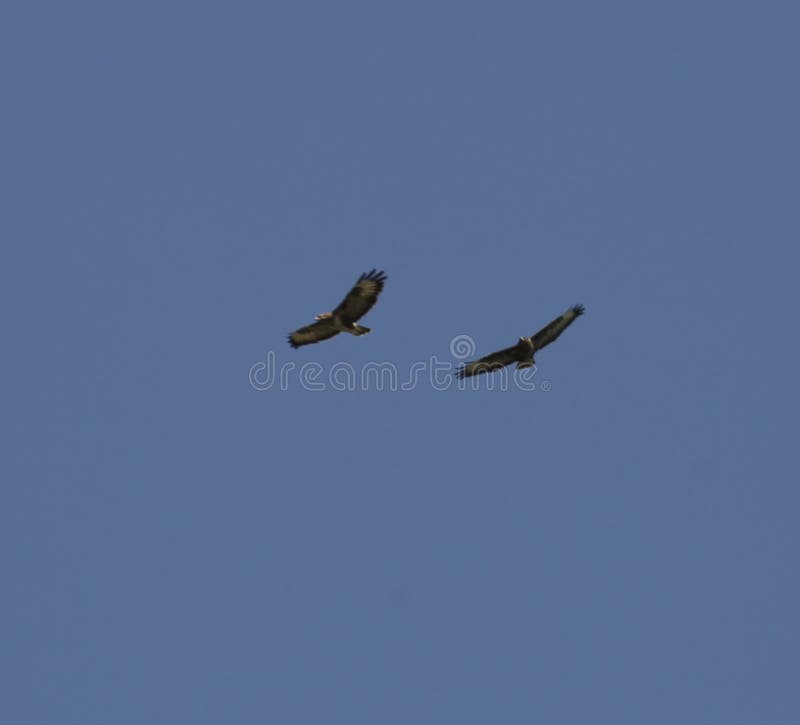 Common buzzards in flight stock image. Image of raptor - 385638339