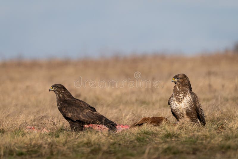 Common Buzzards on a Meadow Stock Photo - Image of brown, meadow: 214583578