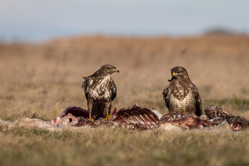Common Buzzards on a Meadow Stock Photo - Image of eagle, hunger: 214583604