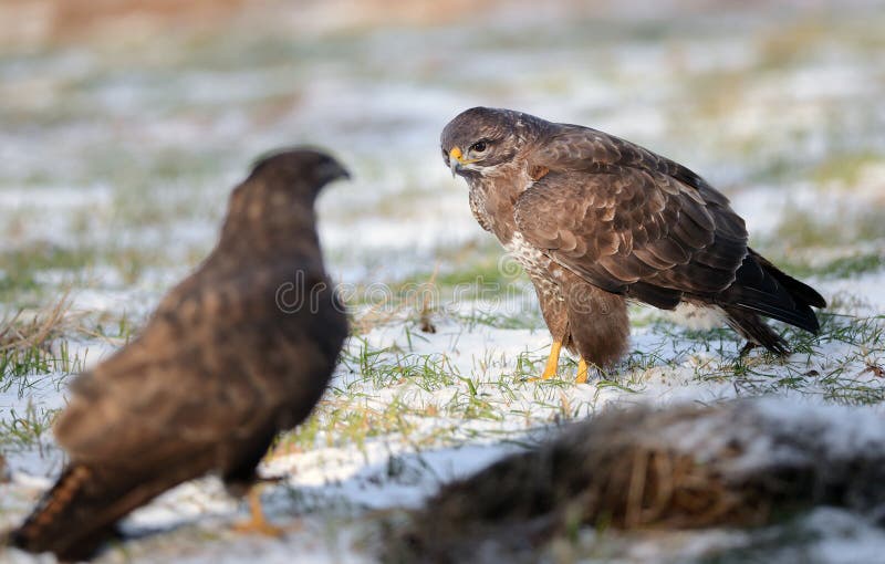 Common buzzards stock image. Image of predator, bird - 42856343