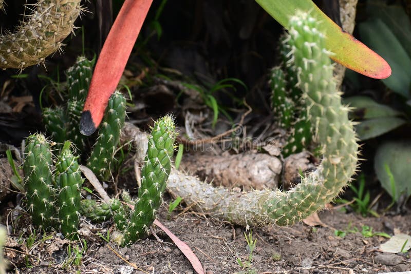 Common Cactus, 3. stock image. Image of consumed, preserve - 242777197